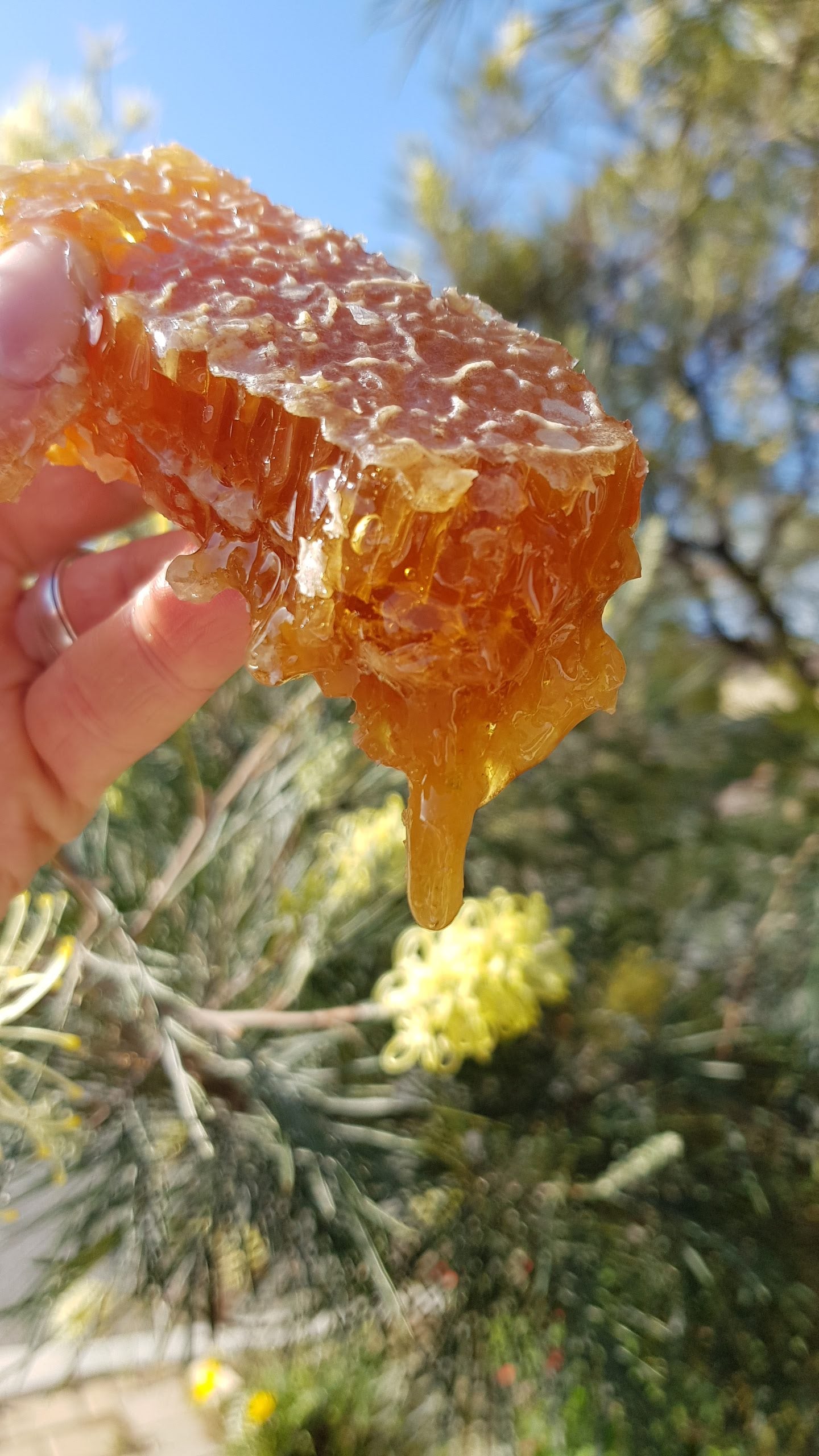 Honeycomb - Fresh Cut Comb 300g – Nectar Honey